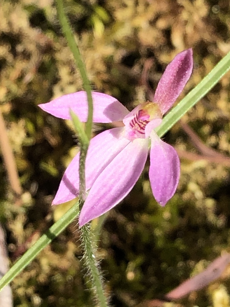 Pink Lady Fingers from Chirnside Ward, Yering, VIC, AU on September 30 ...
