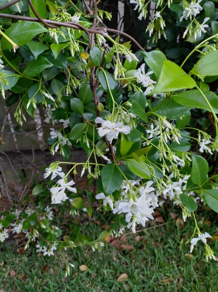 Star jasmine in October 2023 by Caspian · iNaturalist