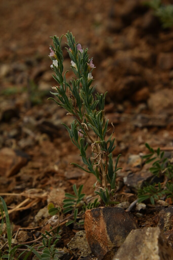 Echiochilon lithospermoides from Central, Kenya on September 25, 2023 ...