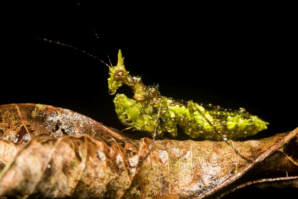 Moss Mantis from Agumbe, Karnataka, India on July 8, 2022 at 09:13 PM ...