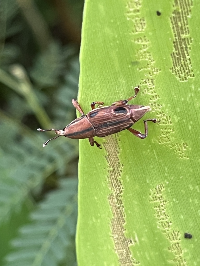 Sphenocorynes ocellatus in October 2023 by Nakatada Wachi · iNaturalist