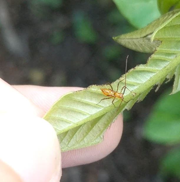Mosquito Bugs from Wooroonooran QLD 4860, Australia on March 27, 2021 ...