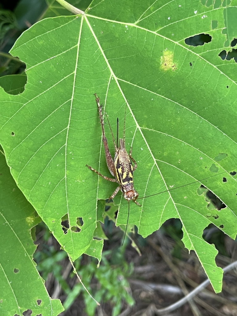 Cardiodactylus guttulus in October 2023 by Nakatada Wachi · iNaturalist