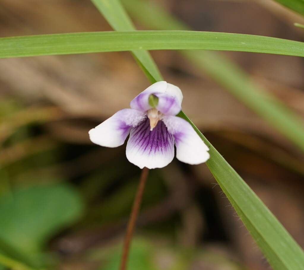 Ivy Leaved Violet from Melbourne VIC, Australia on October 7, 2023 at ...