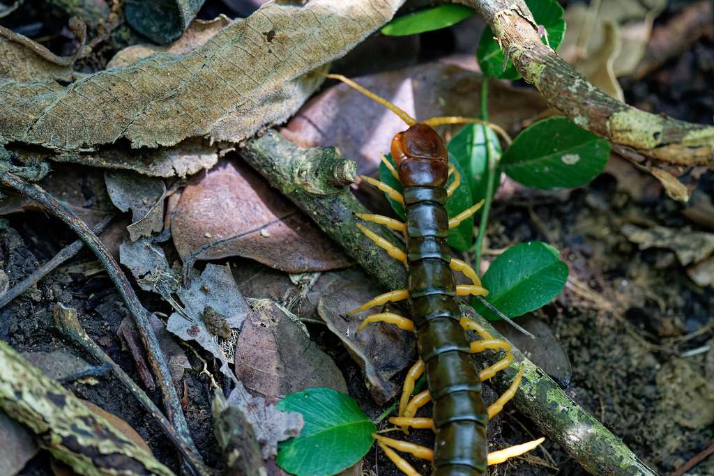 Chinese Red-headed Centipede from Gushan District, Kaohsiung City ...