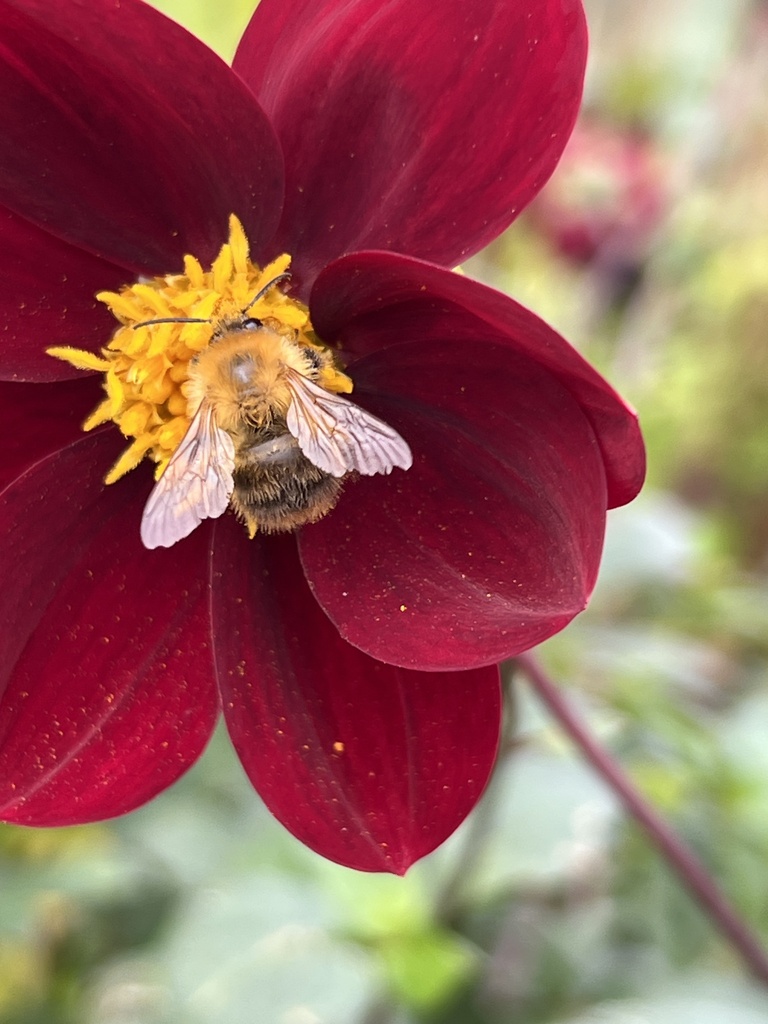 Common Carder Bumble Bee from Hoylake, Wirral, England, GB on October 9 ...