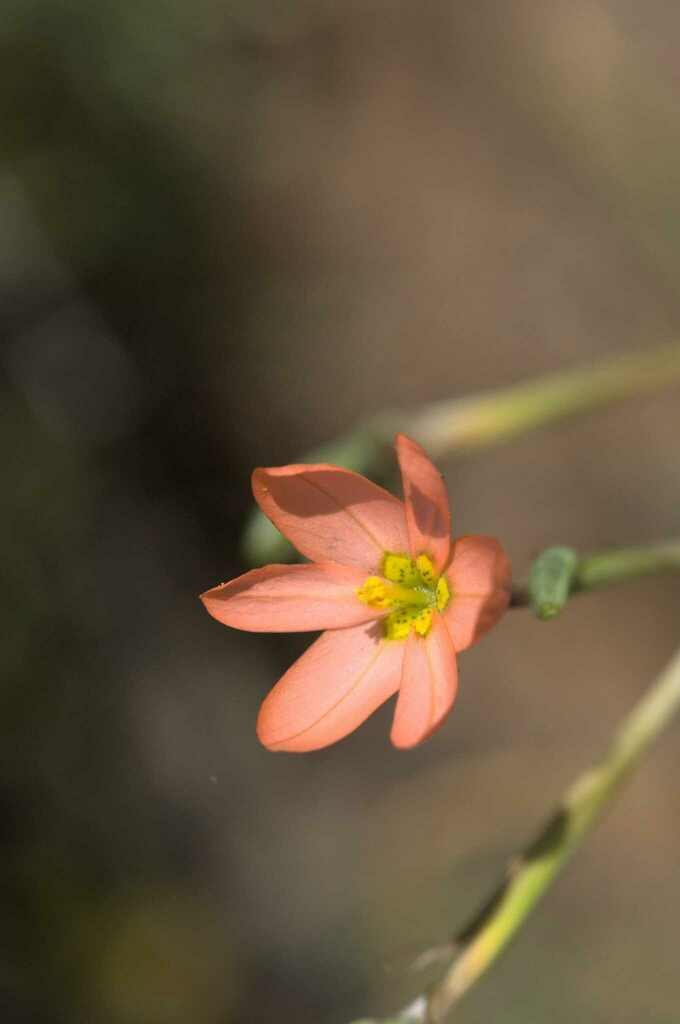 Two-leaved Cape tulip from Pakhuis Pass, R364, West Coast, Western Cape ...