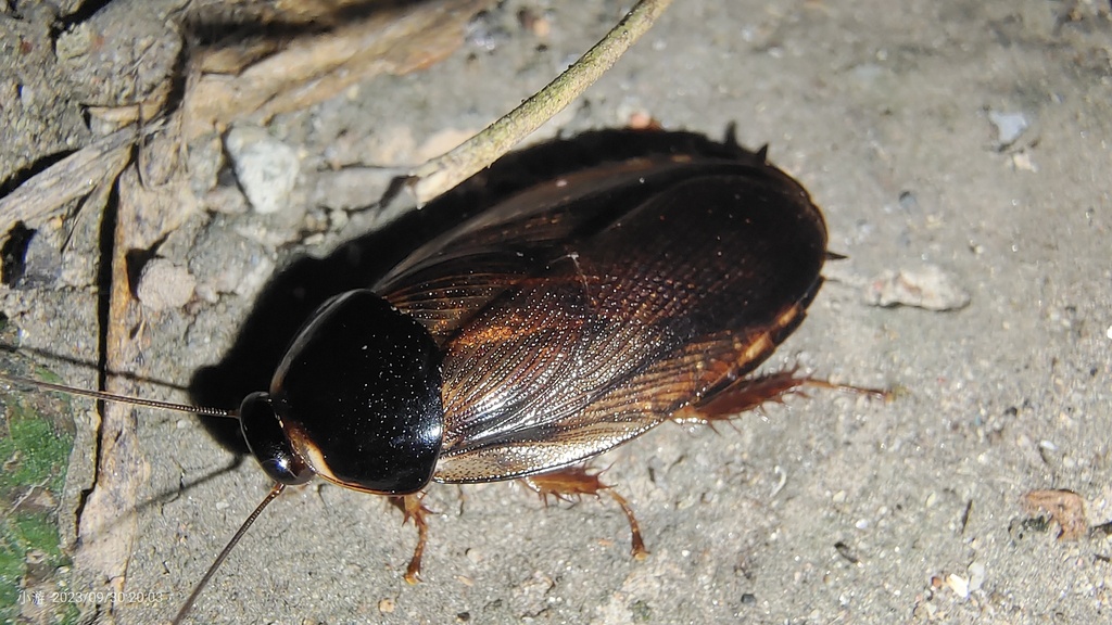 Pycnoscelus from 中国云南省红河哈尼族彝族自治州河口瑶族自治县 on September 30, 2023 at 08:03 ...