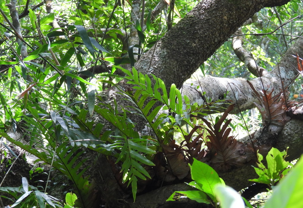 Bear's-paw Fern in August 2023 by Chen Shu · iNaturalist