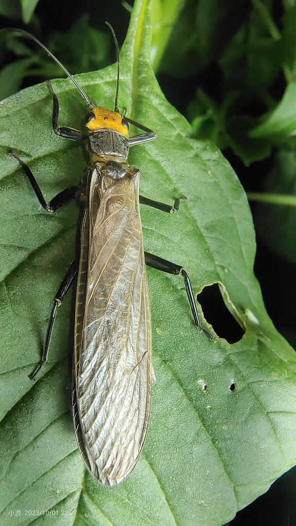 Kamimuria from 中国云南省红河哈尼族彝族自治州河口瑶族自治县 on October 1, 2023 at 10:27 PM by ...
