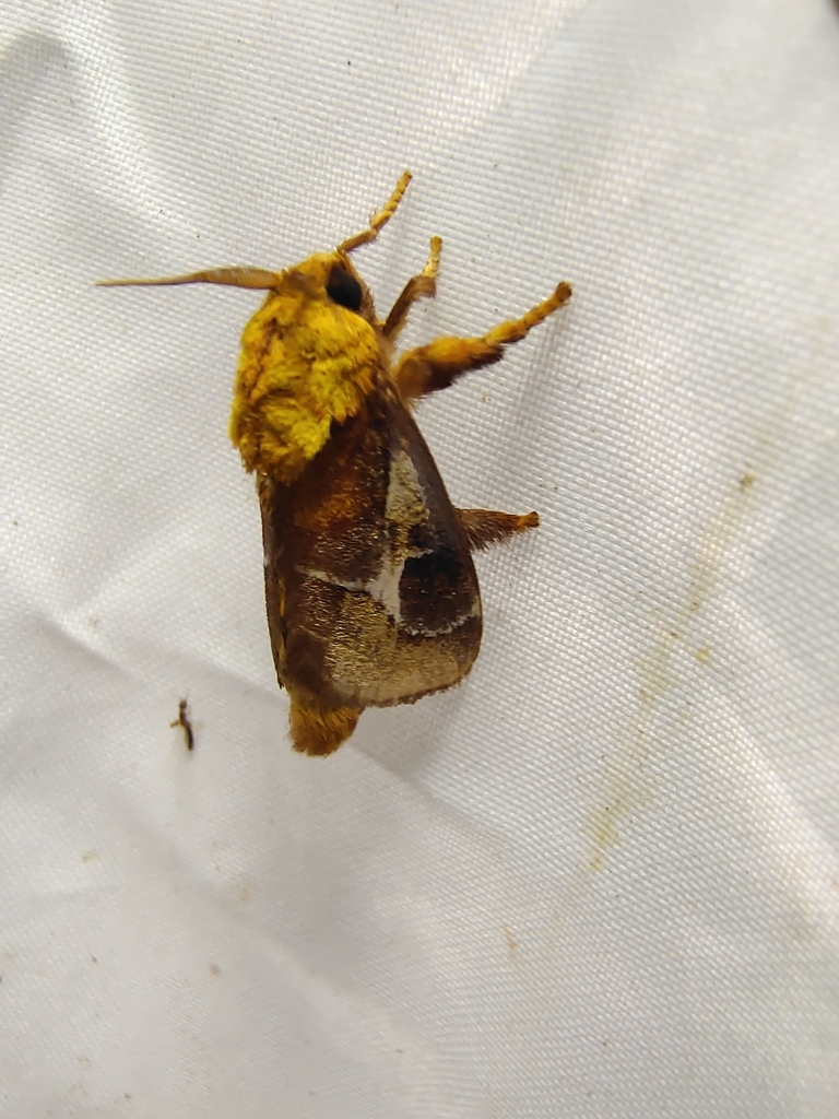 Miresa fulgida from Yichun, CN-JX, CN on July 7, 2023 at 12:07 AM by ...