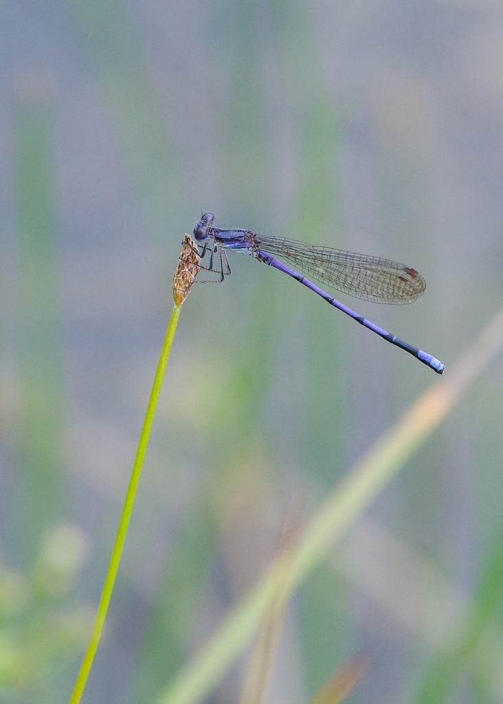 Violet Dancer from Stark County, OH, USA on July 3, 2023 at 01:25 PM by ...