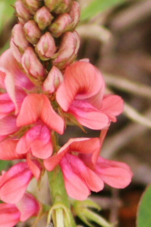 trailing indigo from Ugu District Municipality, South Africa on October ...