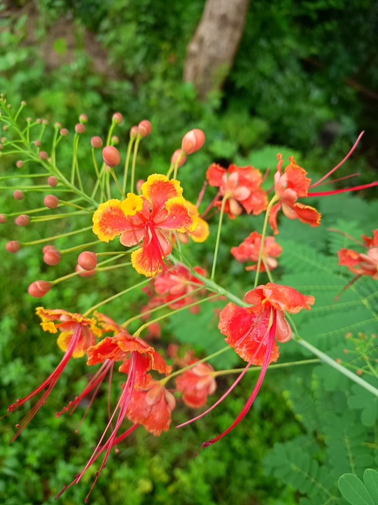 peacock flower from Barduar Tea Garden No.3, Assam, India on September ...