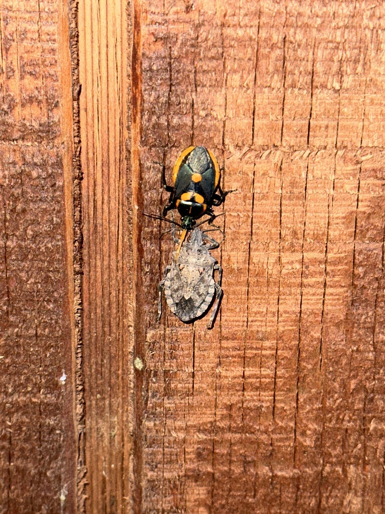 Euthyrhynchus floridanus desde Parks Crossroads Church Rd, Ramseur, NC ...