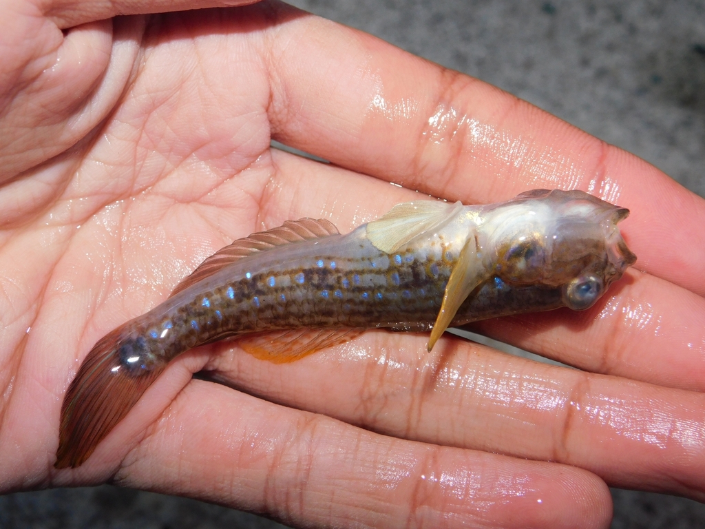 Acentrogobius virgatulus from Minatomachi, Misawa, Aomori 033-0141 ...