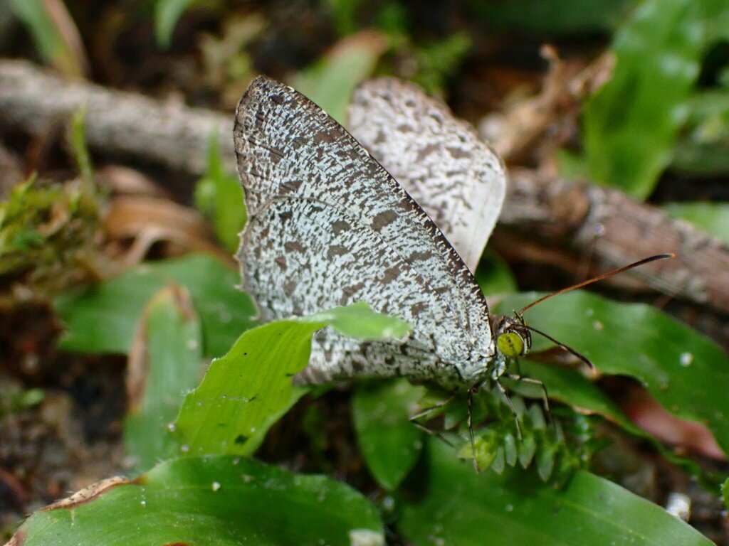 Allotinus from Tamarind Springs Jalan 1, Taman Tun Abdul Razak, 68000 ...