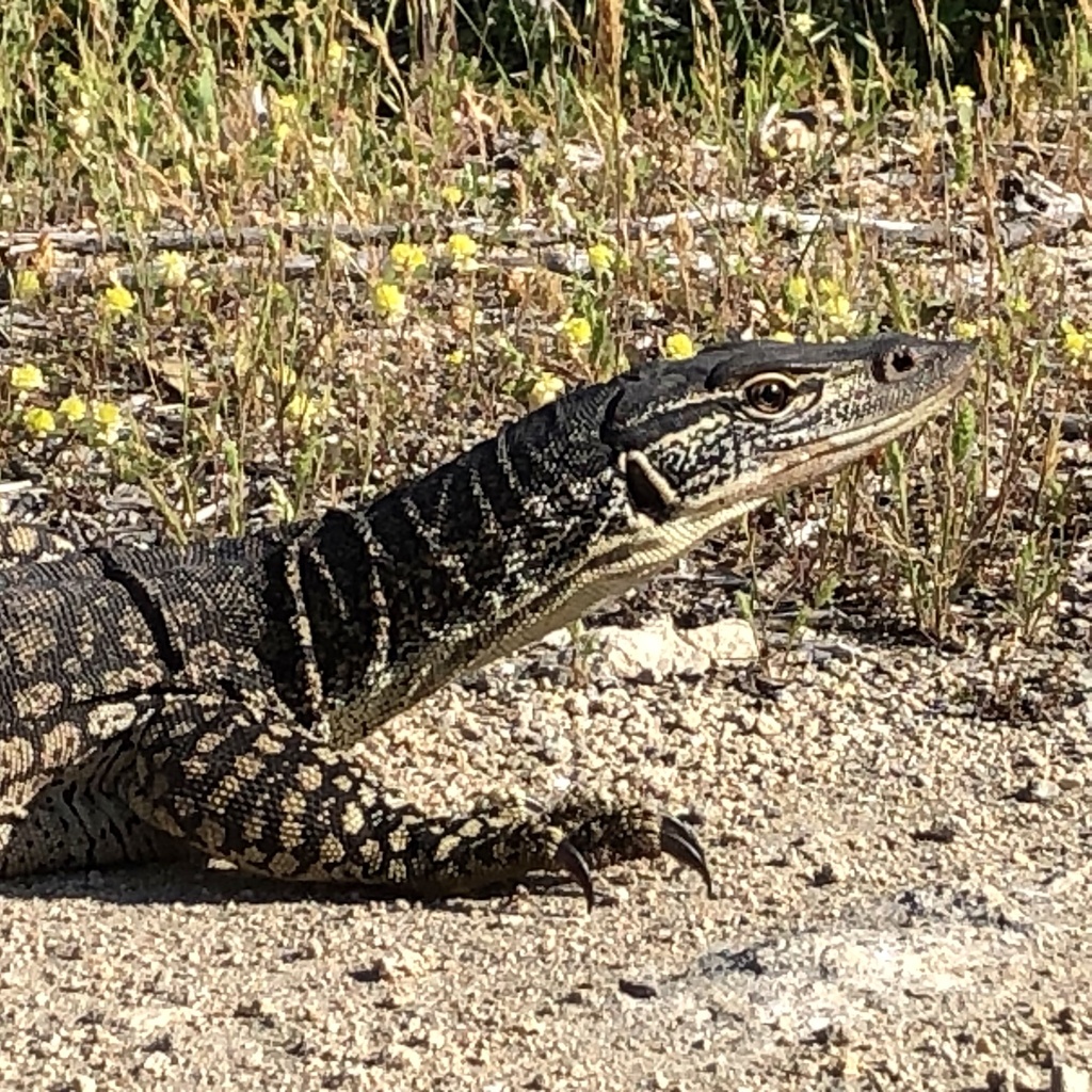 Sand Goanna from Dalyellup, WA, AU on October 9, 2023 at 03:45 PM by ...