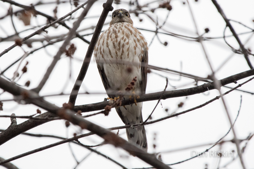 Sharp-shinned Hawk from The Danforth, Toronto, ON, Canada on January 8 ...