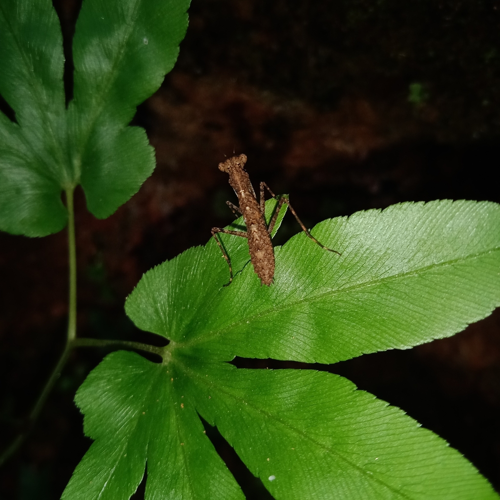 Amorphoscelis annulicornis from Kuttikalathani on October 9, 2023 at 05 ...