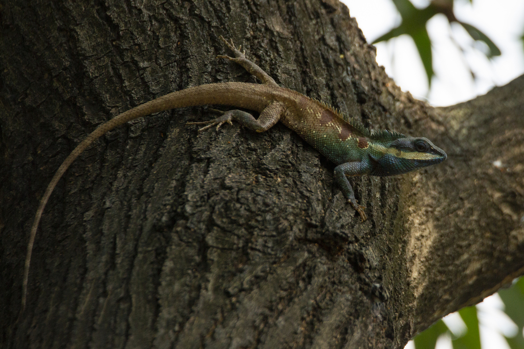 Siamese Blue Crested Lizard from Чатучак, Бангкок 10900, Таиланд on ...