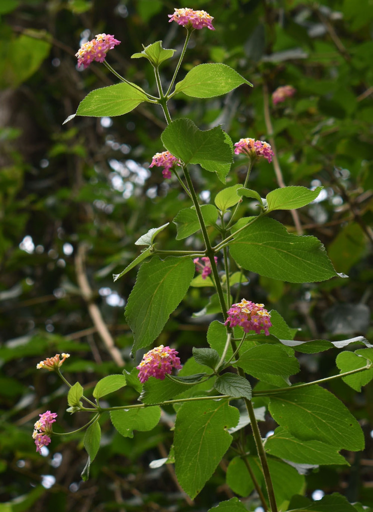common lantana from Wangetti QLD 4877, Australia on September 10, 2023 ...