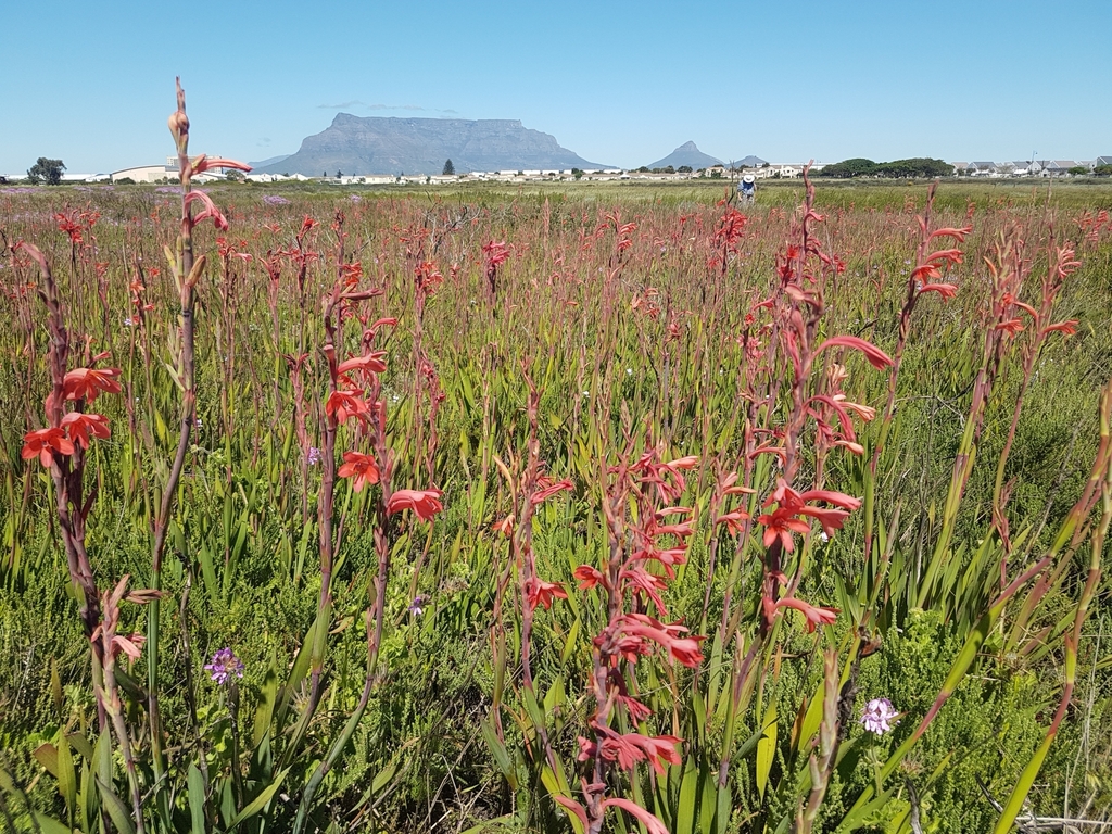 Bulbil Bugle-lily from Milnerton Racecourse, Cape Town, South Africa on ...