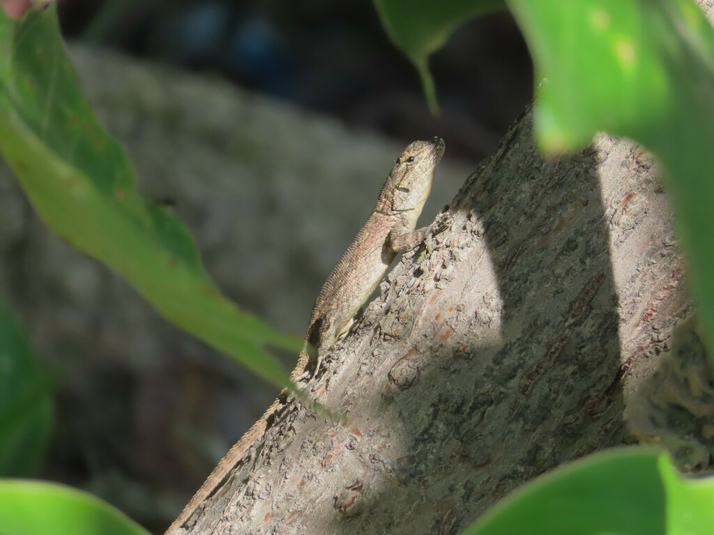 Tropical tree lizard from 38750 Solís, Gto., México on July 28, 2023 at ...