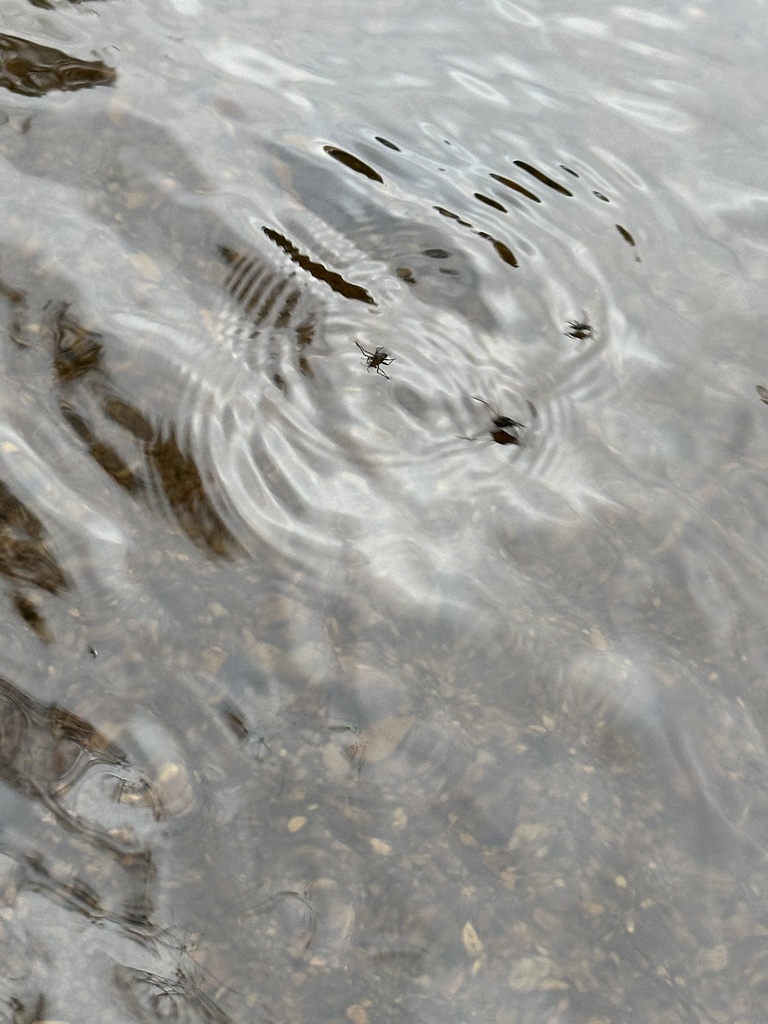 Water Striders and Ripple Bugs from Ken Lockwood Gorge Wldlf Mgt Area ...