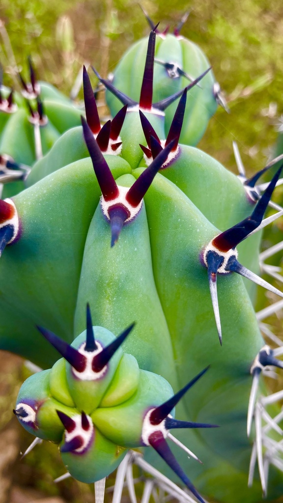 Blue Myrtle-cactus from San Miguel de Allende, Gto., MX on October 7 ...