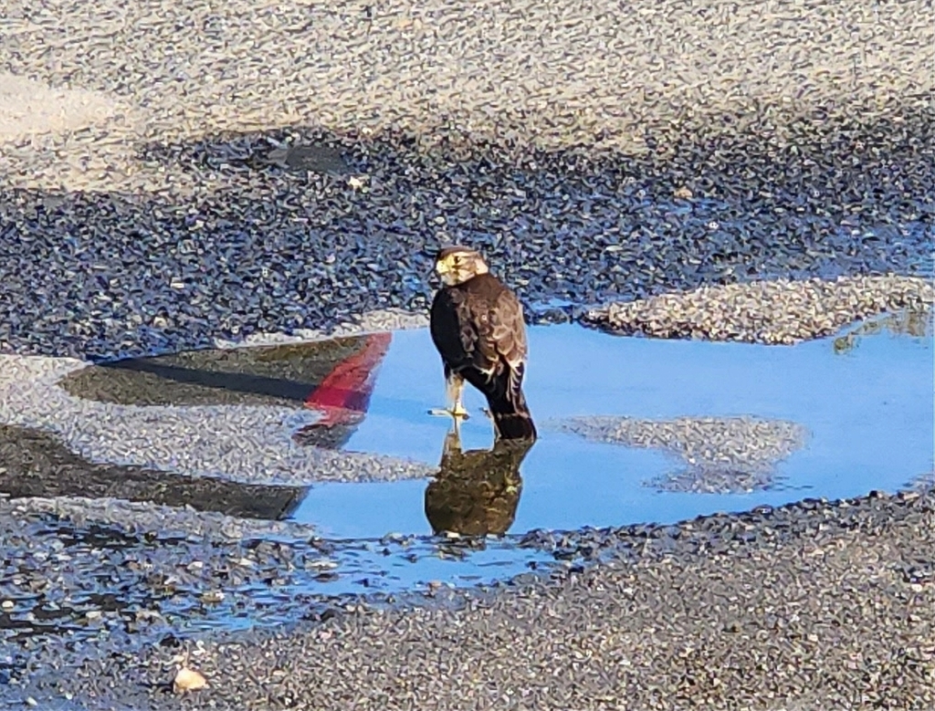 Merlin from Chesterfield Township, NJ, USA on October 3, 2023 at 08:50 ...