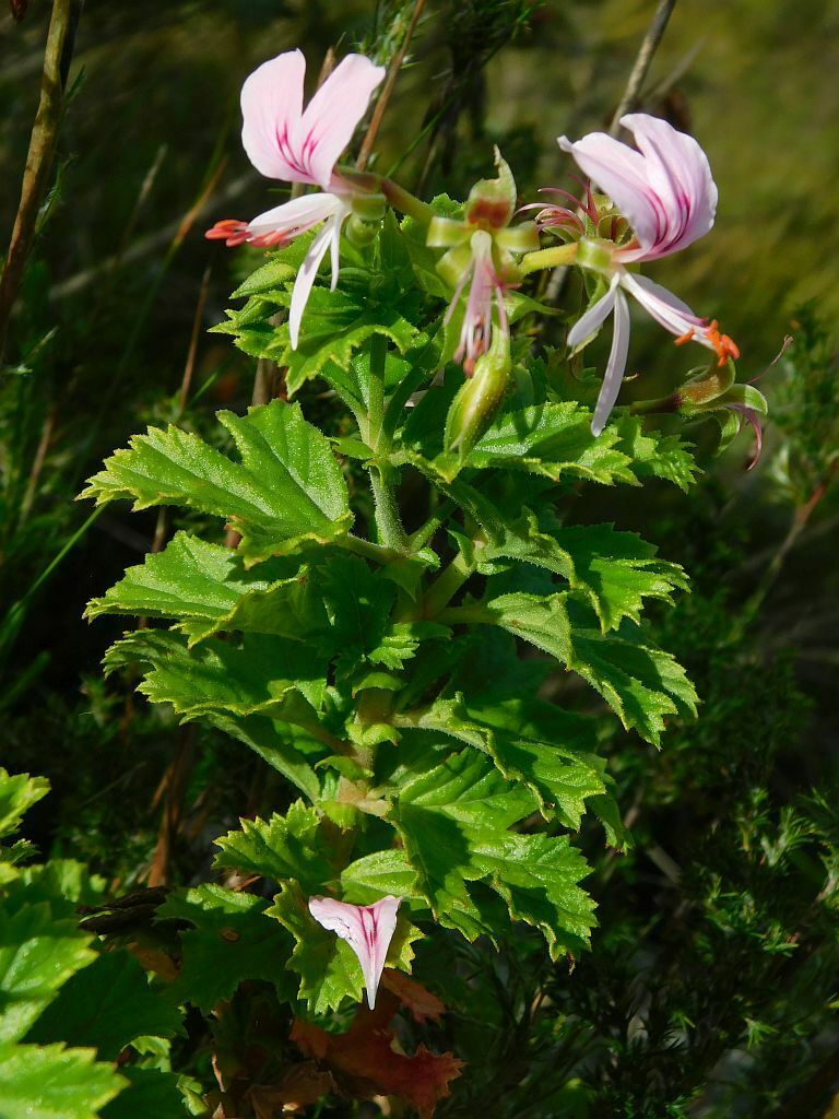Lemon-scented Geranium from Platkloof Trail Greyton, 7233, South Africa ...