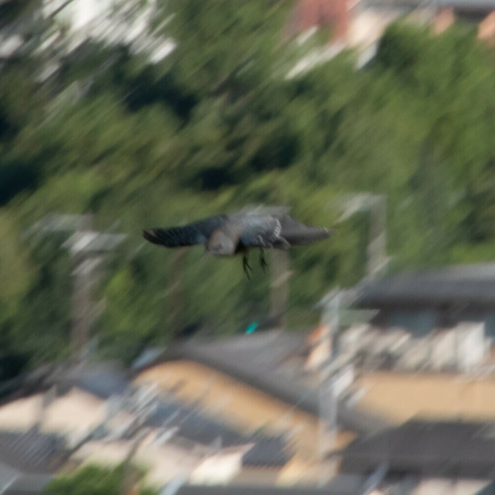 Blue Rock-Thrush from Nakagyo Ward, Kyoto, Japan on October 2, 2023 at ...