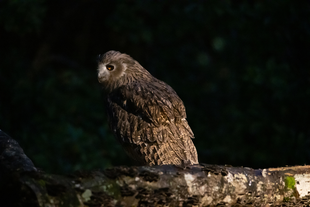 Blakiston's Fish-Owl in September 2023 by William Pixler. Yuyado ...
