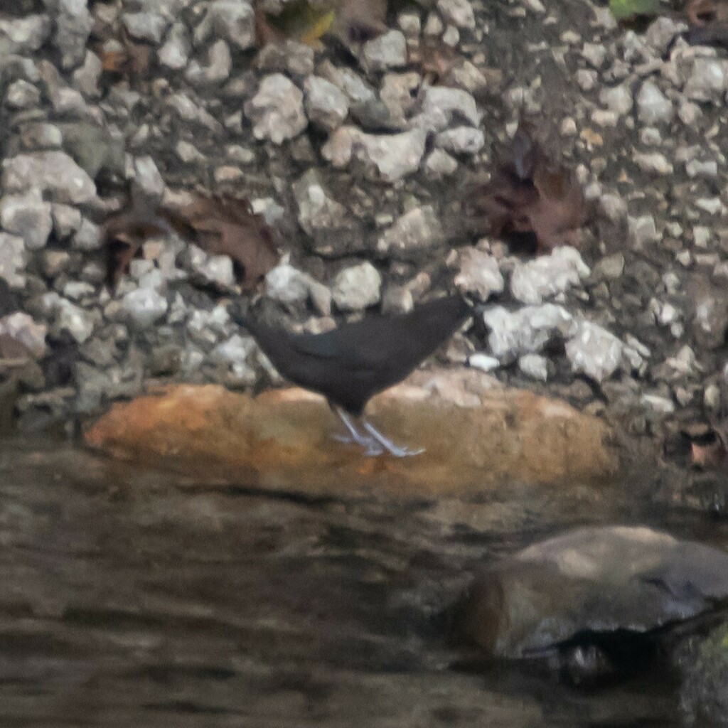 Brown Dipper from Yoroushi, Nakashibetsu, Shibetsu District, Hokkaido ...