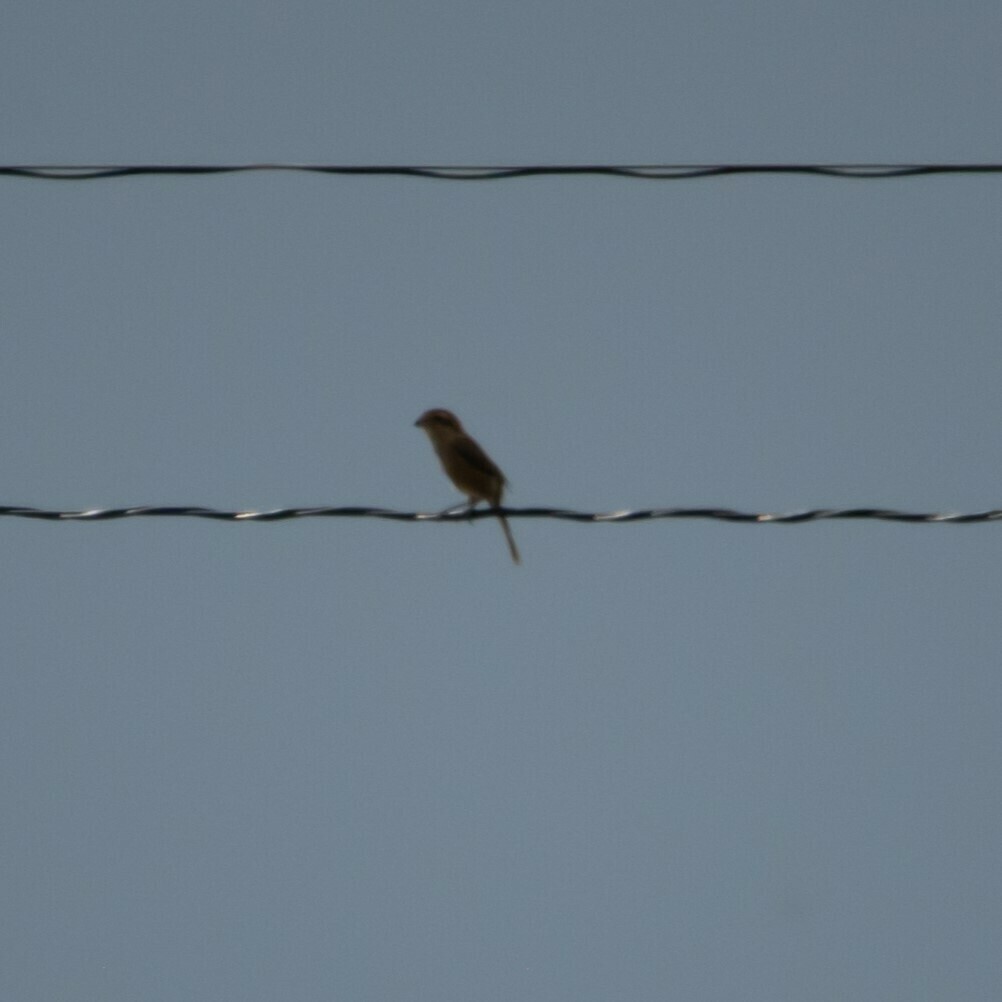 Bull-headed Shrike from Memanbetsuhongo, Ozora, Abashiri District ...