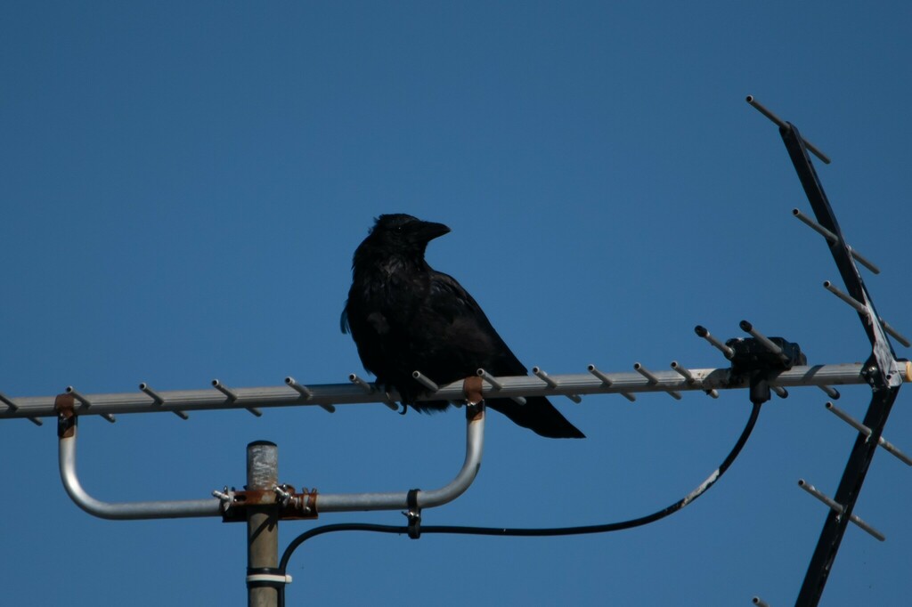 Carrion Crow from Minatonishimachi, Shari, Shari District, Hokkaido 099 ...