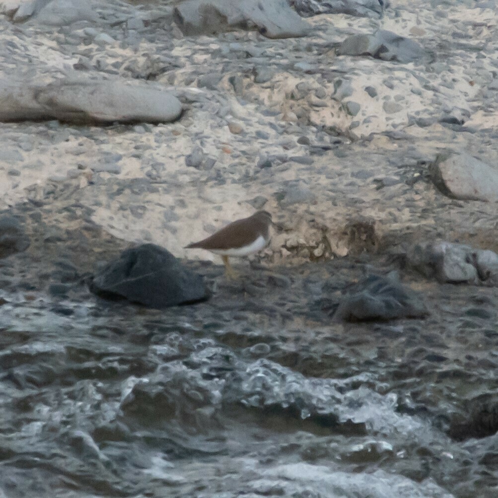 Common Sandpiper from Kamigyo Ward, Kyoto, Japan on October 2, 2023 at ...