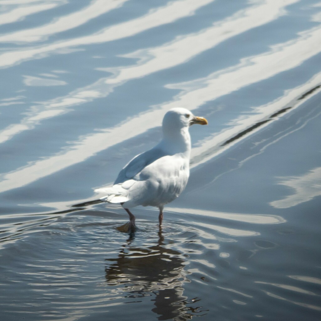 Glaucous Gull from Minatonishimachi, Shari, Shari District, Hokkaido ...