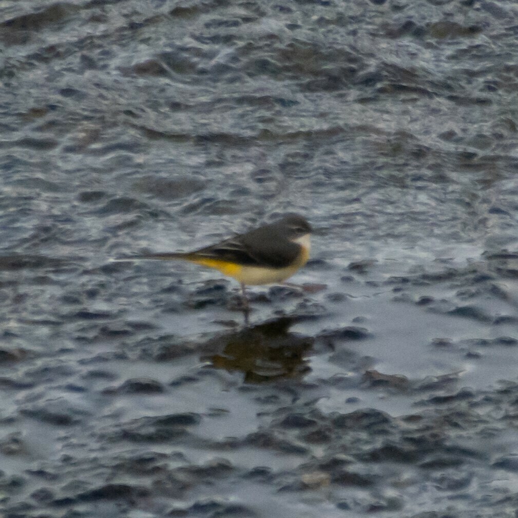 Grey Wagtail from Nakagyo Ward, Kyoto, Japan on October 2, 2023 at 05: ...