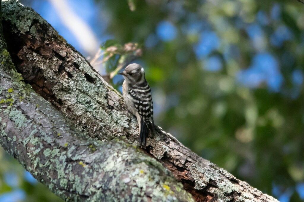Japanese Pygmy Woodpecker from Memanbetsushowa, Ozora, Abashiri ...
