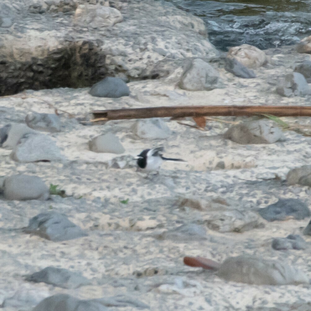 Japanese Wagtail from Nakagyo Ward, Kyoto, Japan on October 2, 2023 at ...