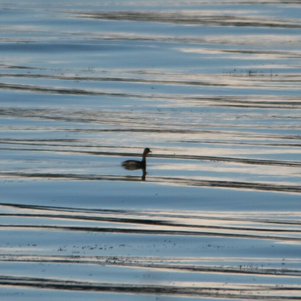 Little Grebe from Ozora, Abashiri District, Hokkaido, Japan on ...
