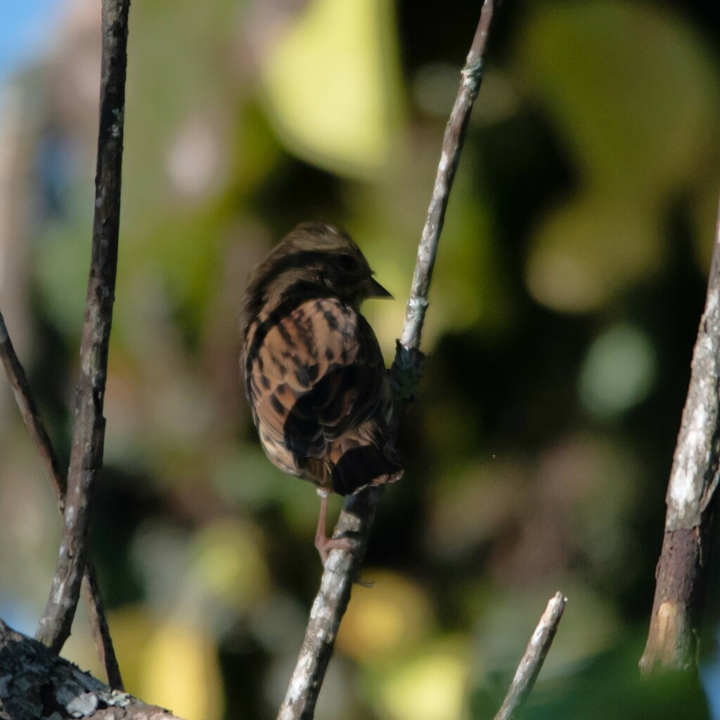 Masked Bunting from Memanbetsushowa, Ozora, Abashiri District, Hokkaido ...