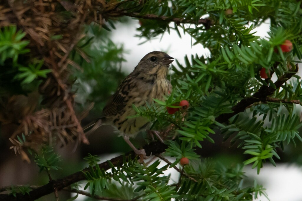 Masked Bunting from Yoroushi, Nakashibetsu, Shibetsu District, Hokkaido ...