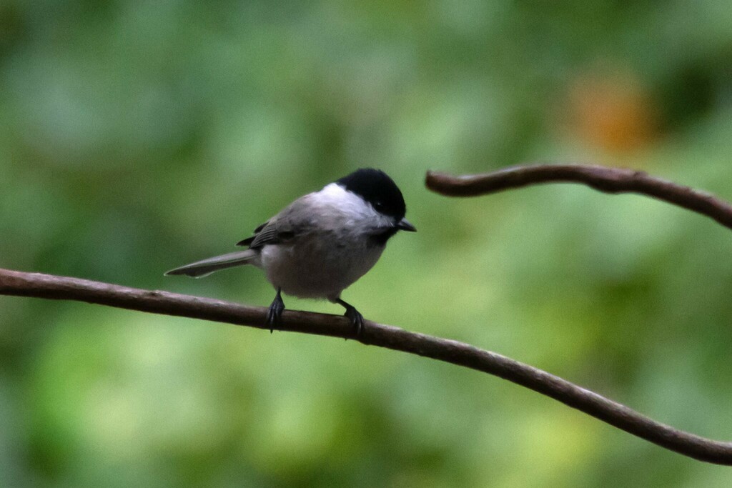 Marsh Tit from Yoroushi, Nakashibetsu, Shibetsu District, Hokkaido 088 ...