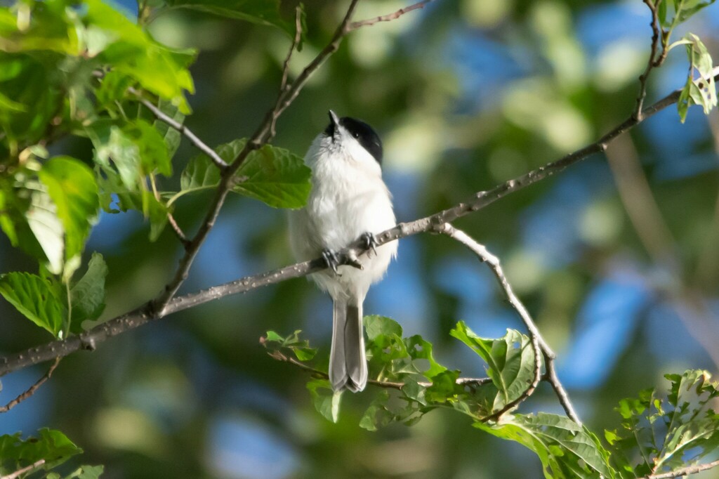 Marsh Tit from Memanbetsushowa, Ozora, Abashiri District, Hokkaido 099 ...