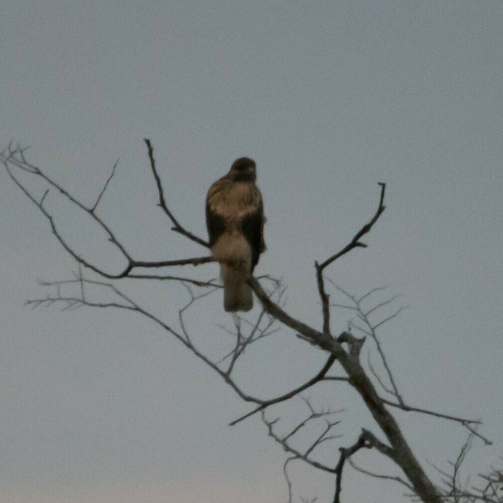 Eastern Buzzard from Memanbetsunisshin, Ozora, Abashiri District ...