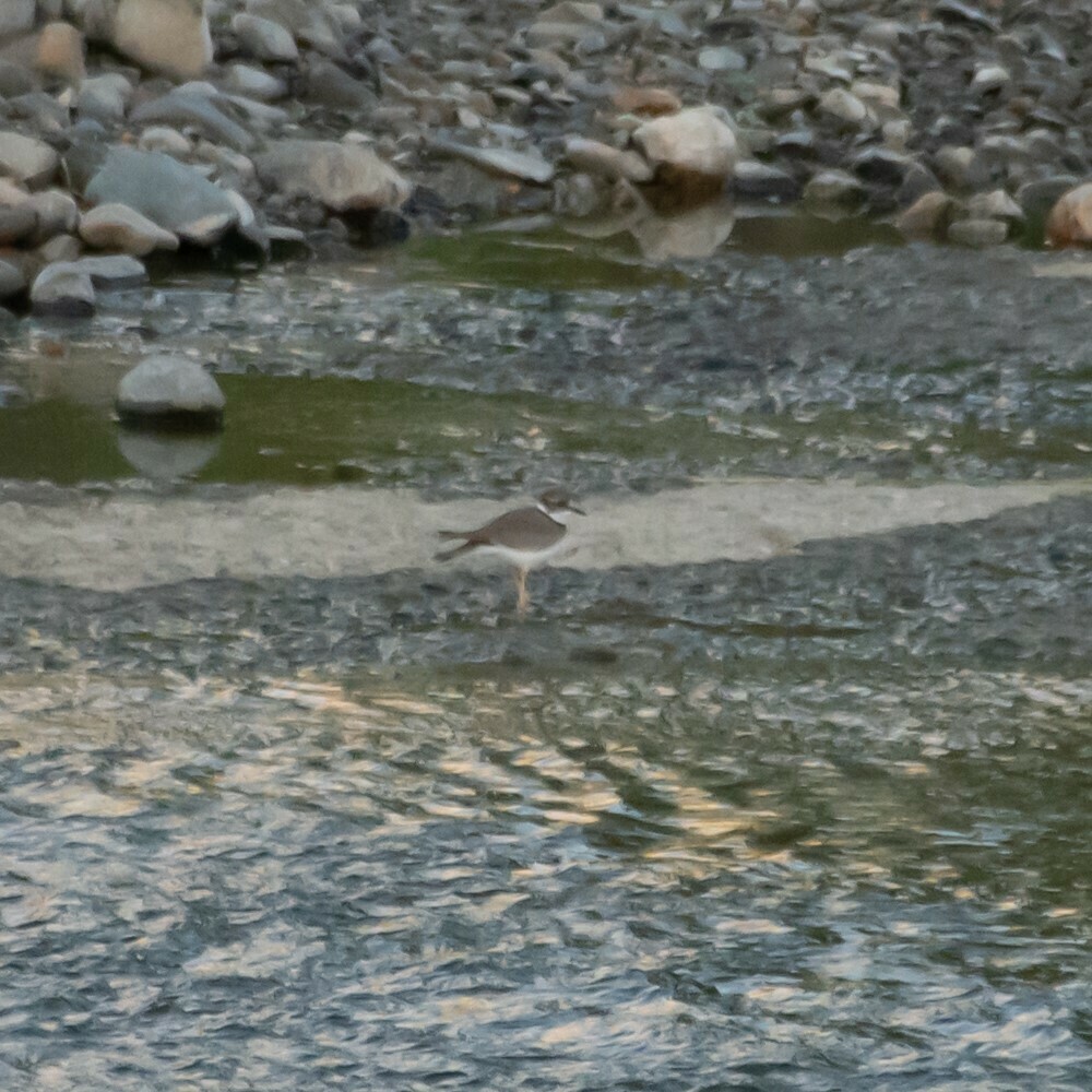 Long-billed Plover from Nakagyo Ward, Kyoto, Japan on October 2, 2023 ...
