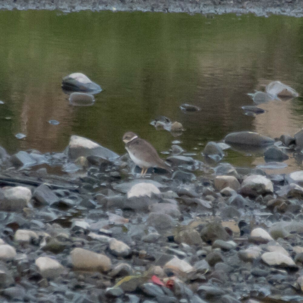 Long-billed Plover from Nakagyo Ward, Kyoto, Japan on October 2, 2023 ...